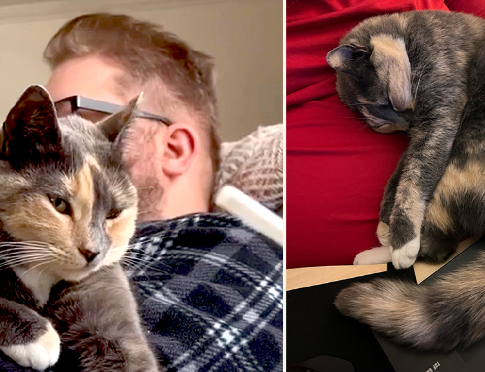 80's Cartoon Hero He-Man Battles His Greatest Foe Yet; #CatLogic ...