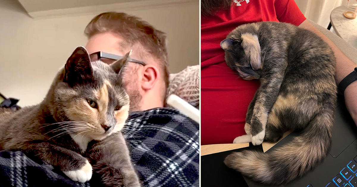 Nora the Abandoned 'Pandemic Cat' Becomes Daddy's Girl
