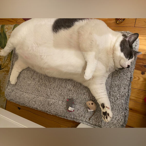 Patches the 42-Pound Cat Becomes Huge Weight-Loss Inspiration