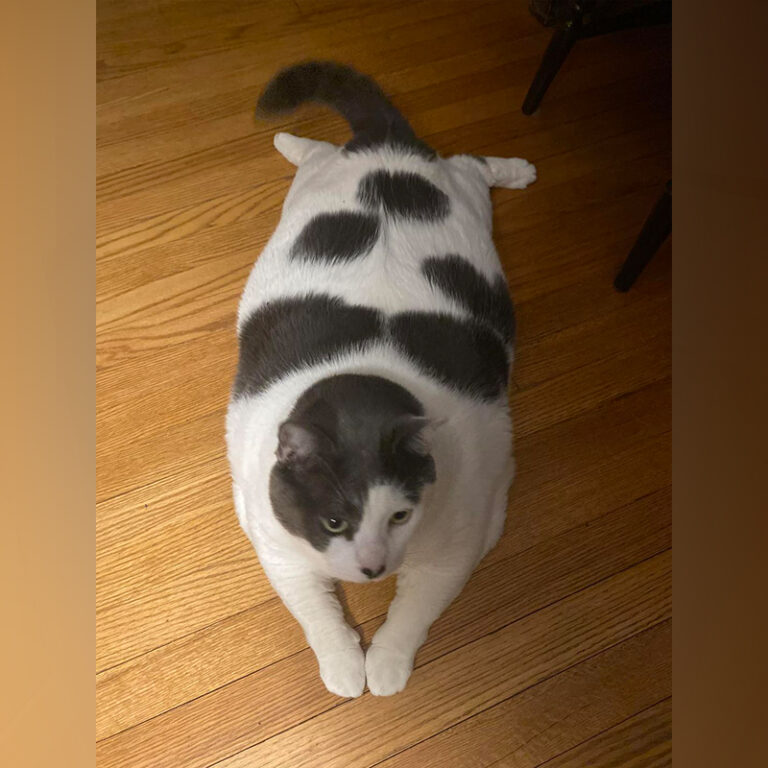 Patches the 42-Pound Cat Becomes Huge Weight-Loss Inspiration