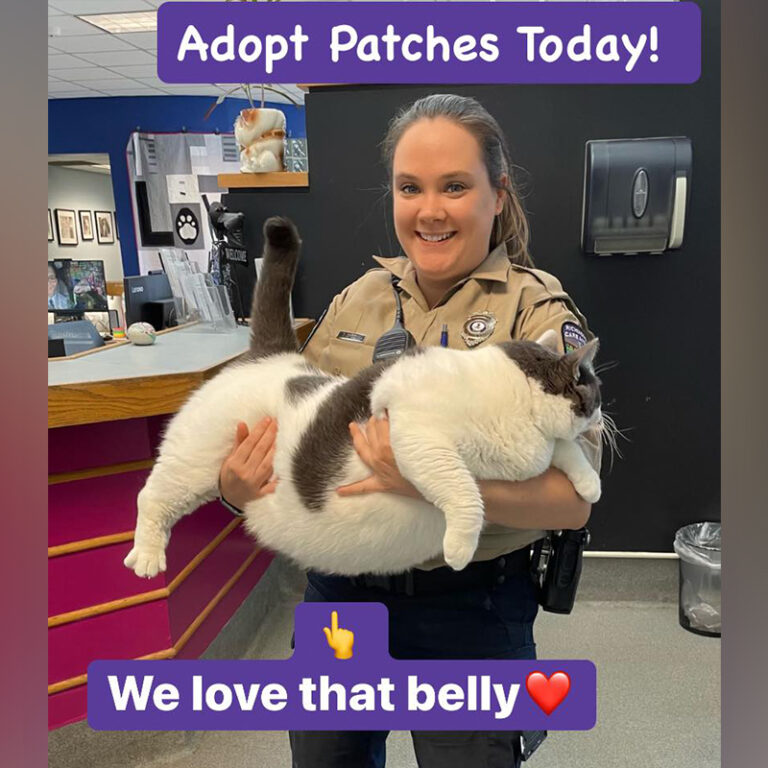 Patches the 42-Pound Cat Becomes Huge Weight-Loss Inspiration