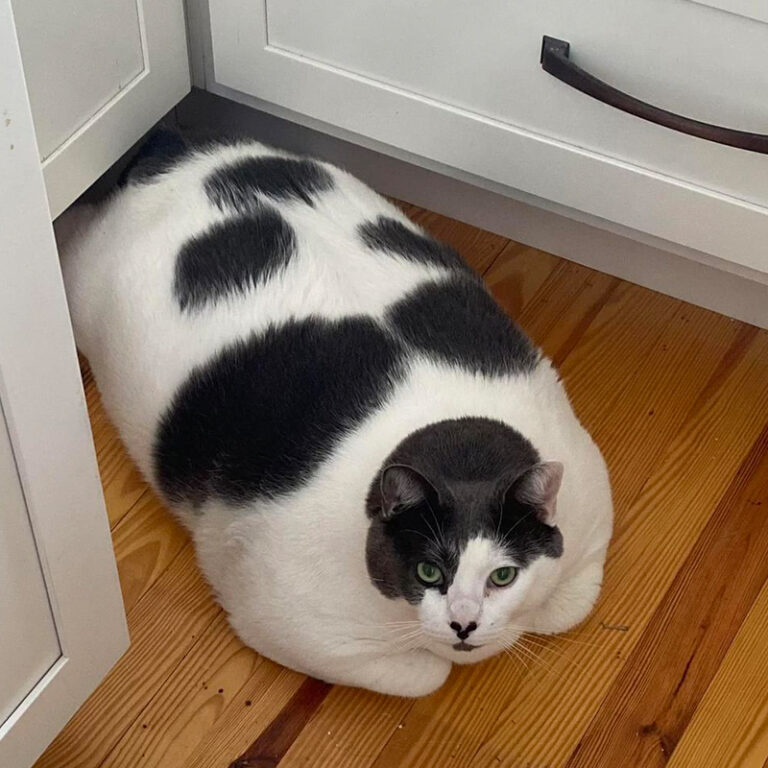Patches the 42-Pound Cat Becomes Huge Weight-Loss Inspiration