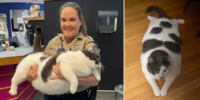 Patches the 42-Pound Cat Becomes Huge Weight-Loss Inspiration