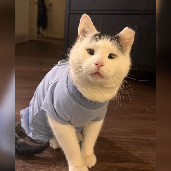 Woman Catches Elusive 'Possum' who Becomes Lovable Lapcat