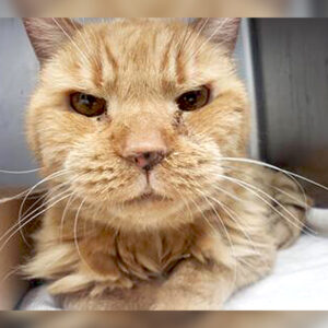 Elderly Owner Forced to Give Up Cat But Rescuers Save Him