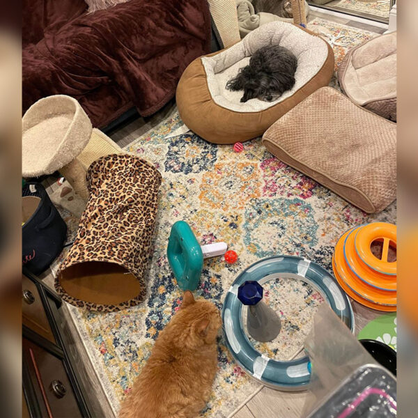 Elderly Owner Forced to Give Up Cat But Rescuers Save Him