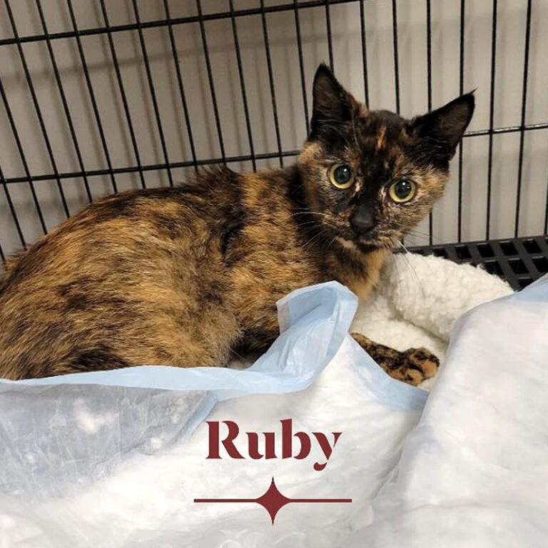 Rescuers Show Injured Pregnant Feral Cat Ruby a Kinder World
