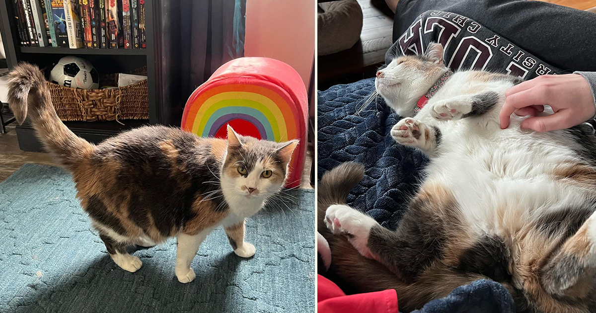 Sidney, the Biscuit-Making Cat Finds Furever Home After 600 Days