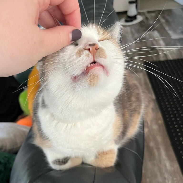 Sidney, the Biscuit-Making Cat Finds Furever Home After 600 Days