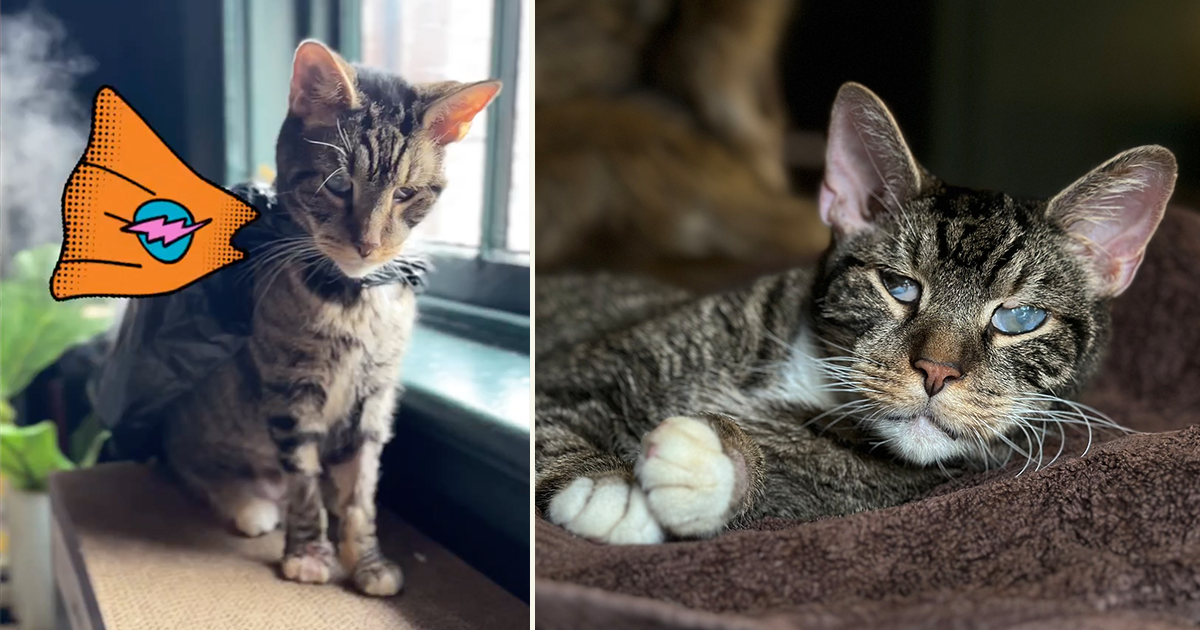 Supurrr Count! Senior Blind Cat Fighting Cancer Inspires Everyone