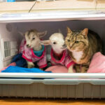 Nurse Cat Tabitha Comforts Baby Animals at Australian Sanctuary