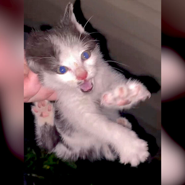Kittens Rescued from Abandoned House at Night Like Horror Movie