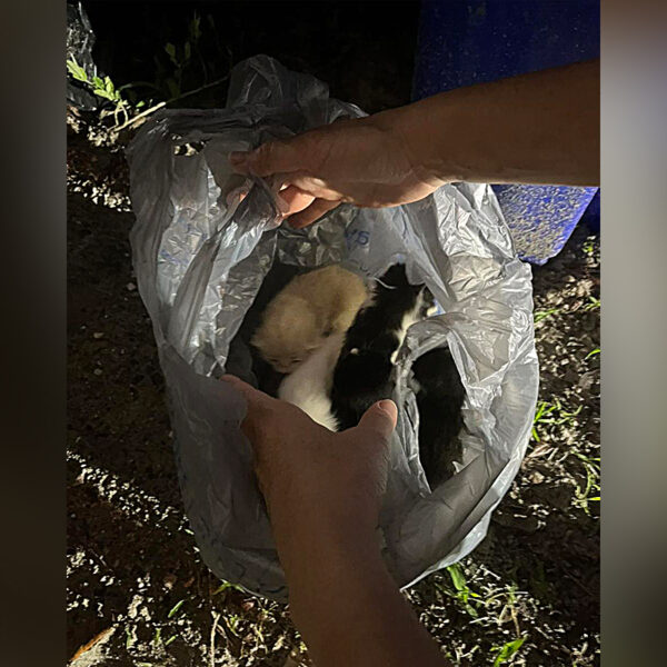 Foster Mom Hears Meows, Finds Six Kittens in Trash Can