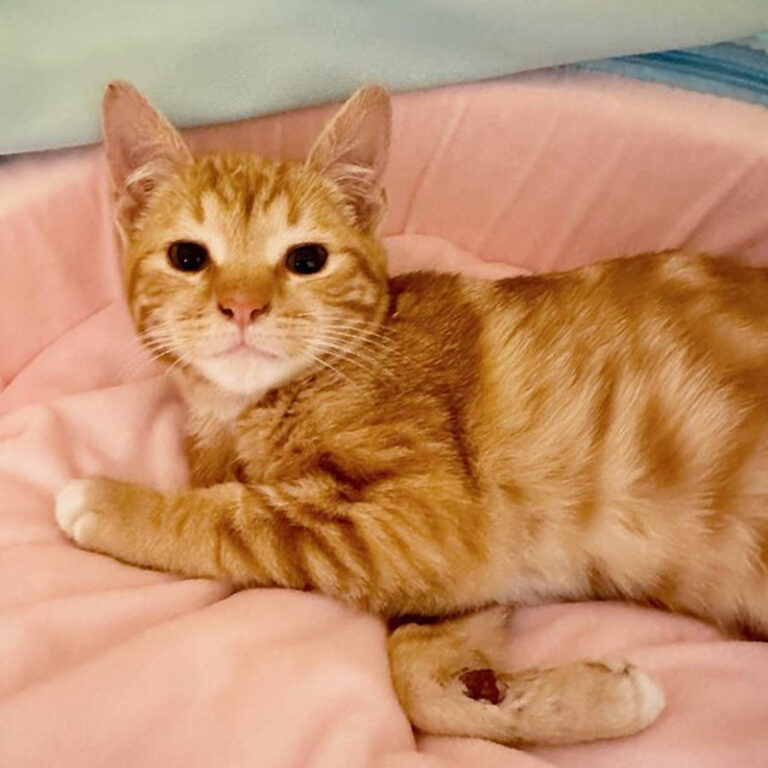 Tripod Kitten Wally Rapidly Adjusts After Being with Injured Leg