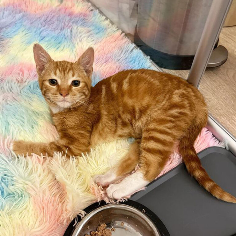 Tripod Kitten Wally Rapidly Adjusts After Being with Injured Leg