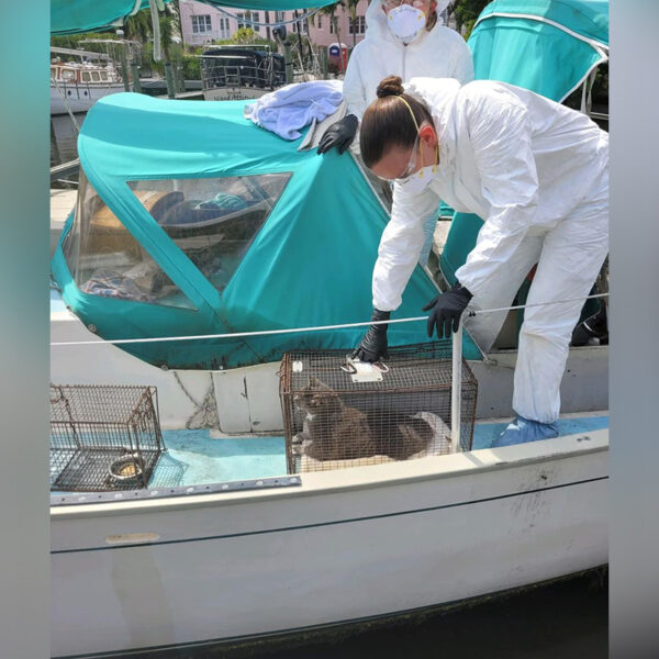 Captain Jack the Cat Saved on Treasure Coast After Owner Died