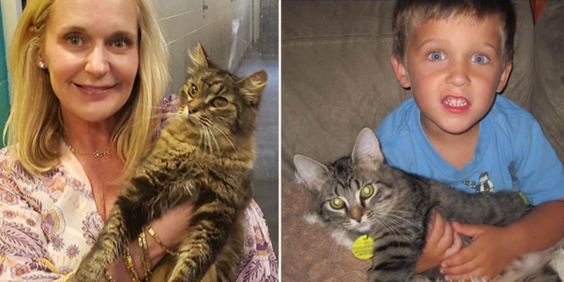Animal Control Officer Turned Detective Reunites Family with Kitten