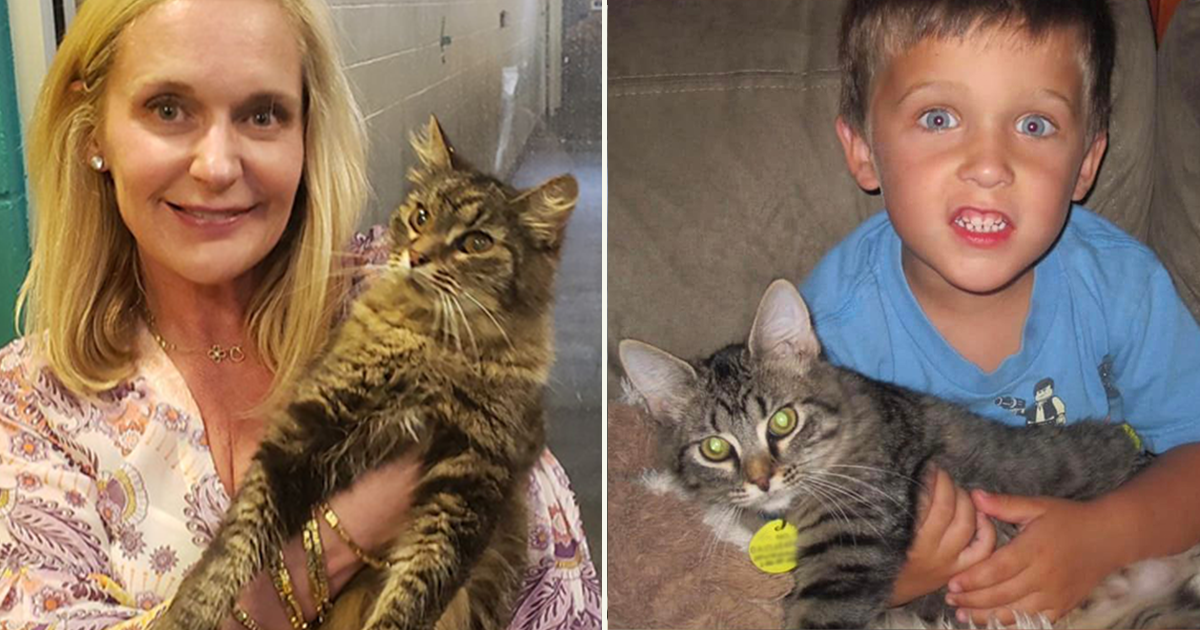 Animal Control Officer Turned Detective Reunites Family with Kitten