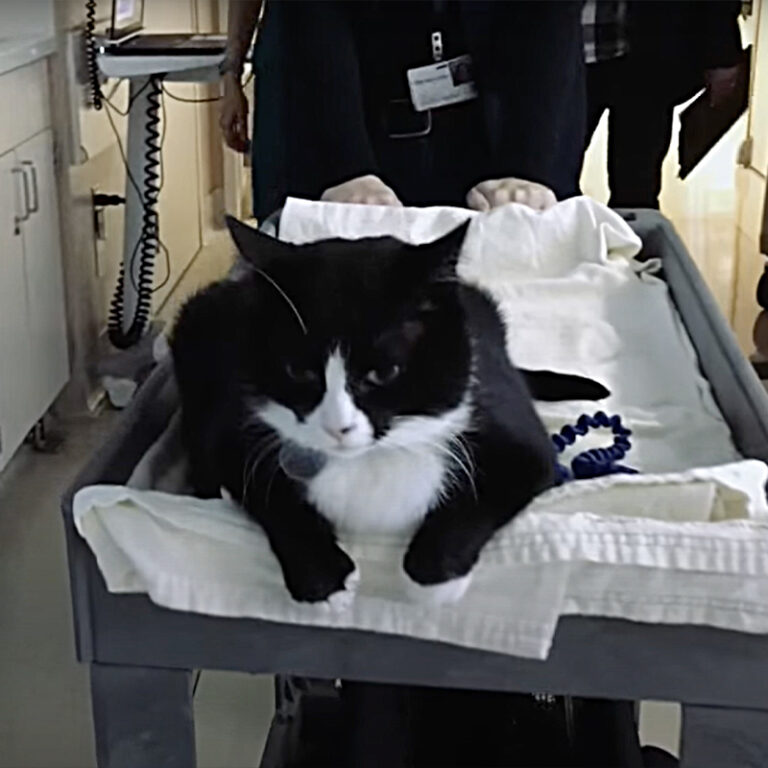 Duke Ellington, Therapy Cat, Gets His Wings at San Fran Airport