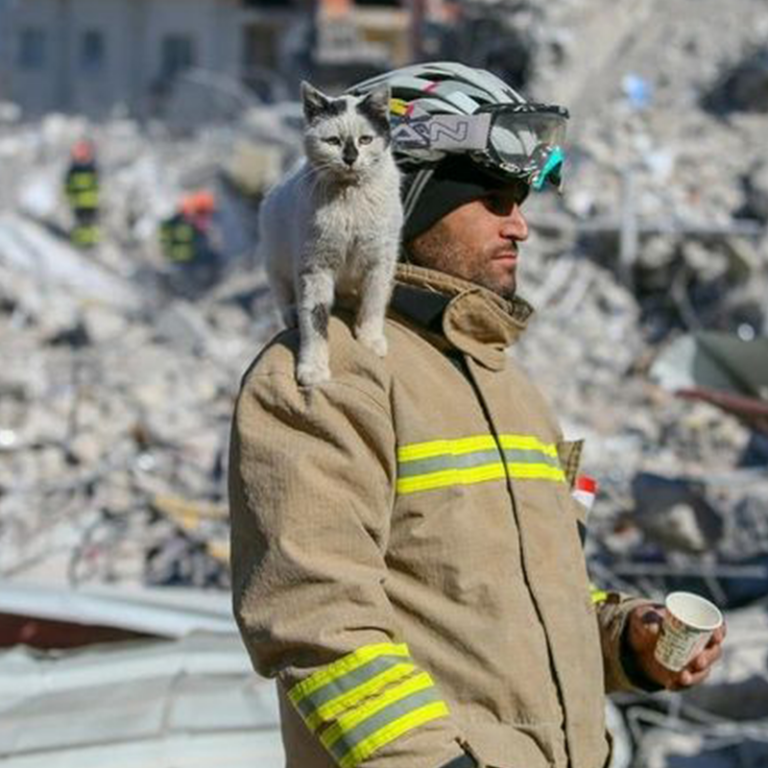 Cat Rescued from Earthquakes Won't Leave Firefighter's Side