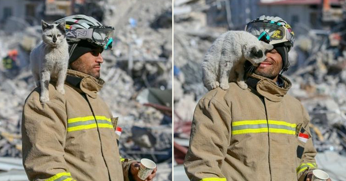 Cat Rescued from Earthquakes Won't Leave Firefighter's Side