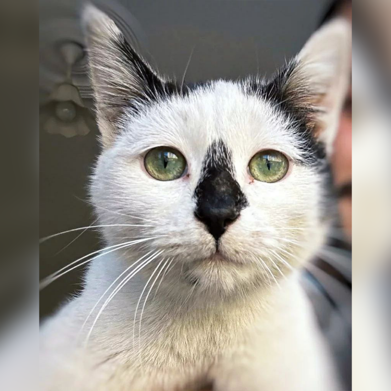 Cat Rescued from Earthquakes Won't Leave Firefighter's Side