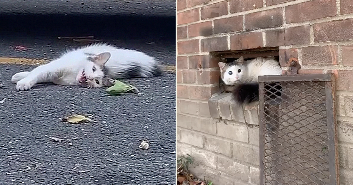 Feral 'Ham' Becomes Housecat After Evading Rescuers