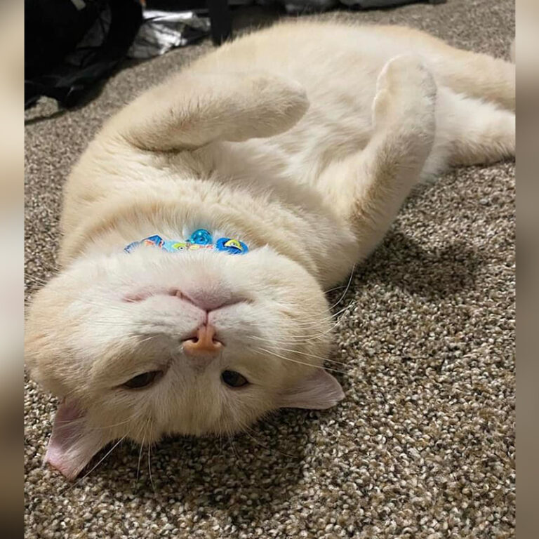 Formerly Feral Reggie Gets His Day as a Lovable House Cat