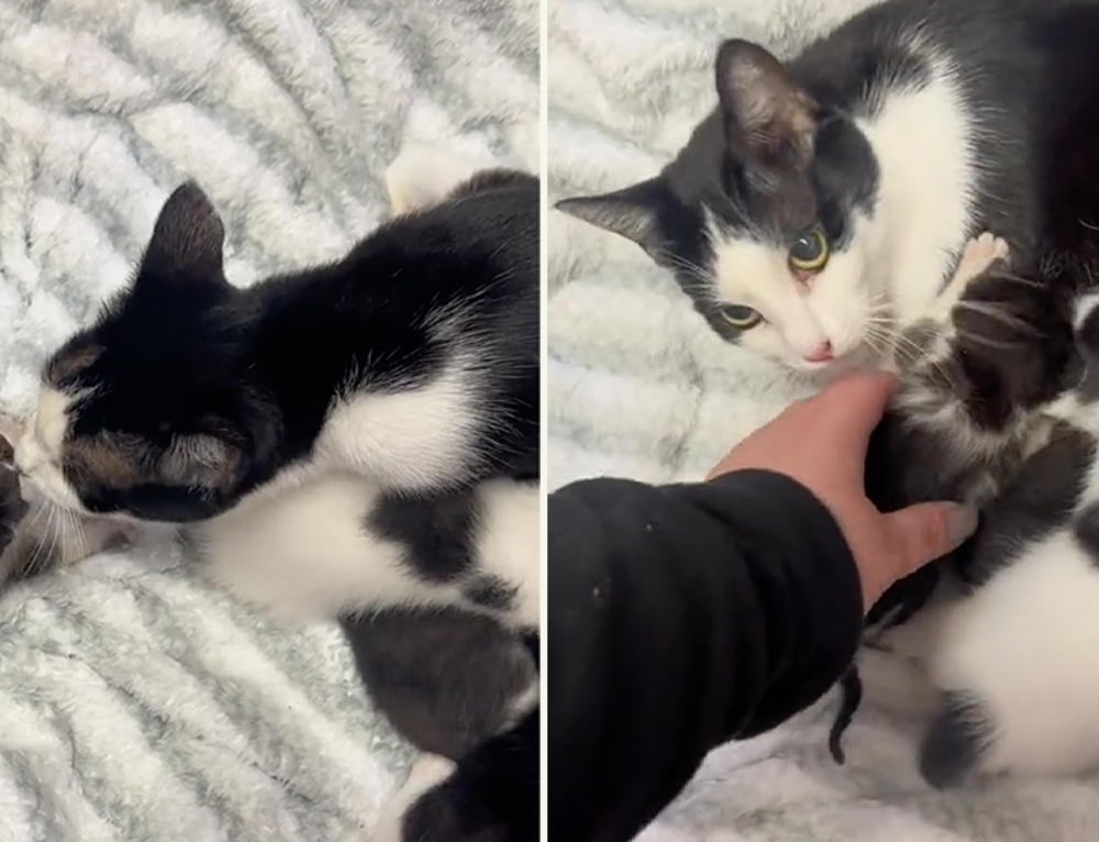 Hilarious Insights Into Foster Cat & Kittens Silly Faces, Goofy Antics ...