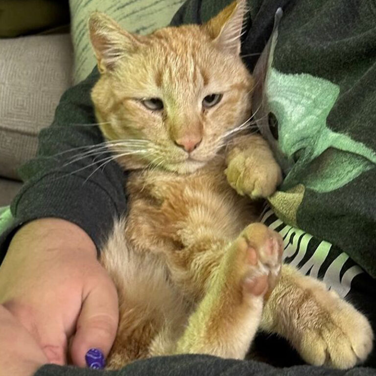Formerly Feral Reggie Gets His Day as a Lovable House Cat