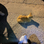 Formerly Feral Reggie Gets His Day as a Lovable House Cat