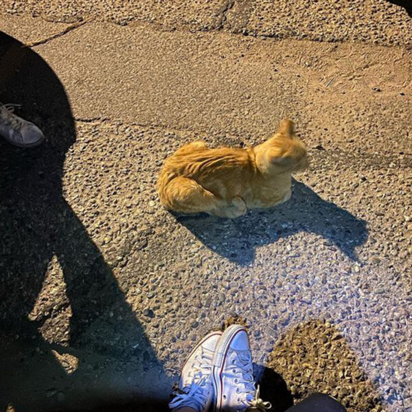 Formerly Feral Reggie Gets His Day as a Lovable House Cat