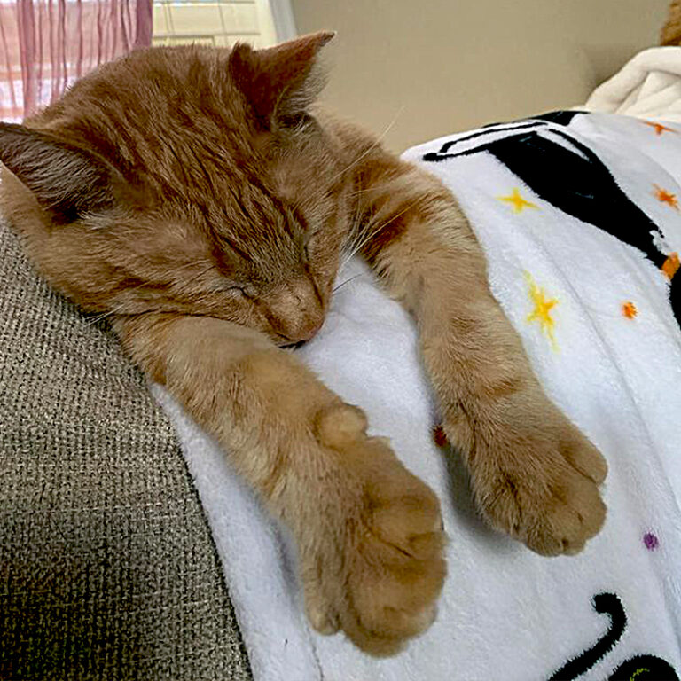 Formerly Feral Reggie Gets His Day as a Lovable House Cat