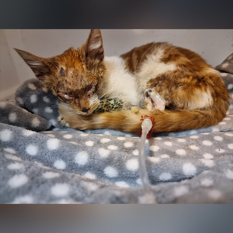 Cat Covered in Toxic Resin Makes Miraculous Breakthroughs