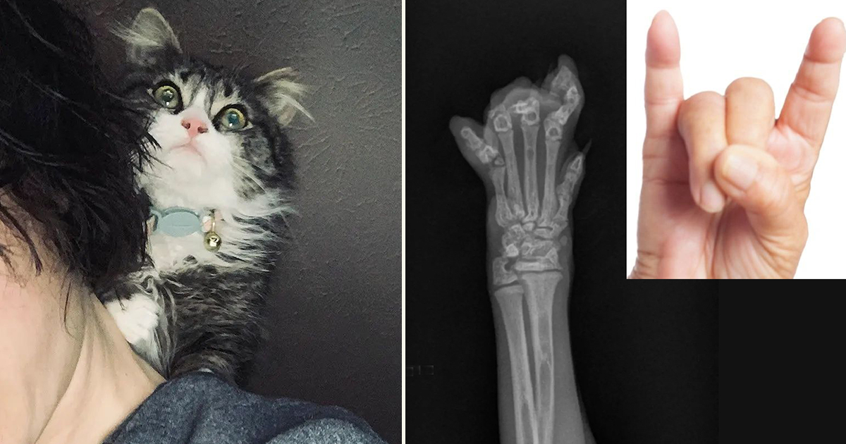 Feral Rescue Greta is the 'Most Metal' Kitten Born with Unique Paw