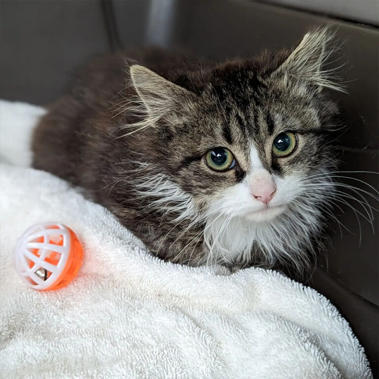 Feral Rescue Greta is the 'Most Metal' Kitten Born with Unique Paw