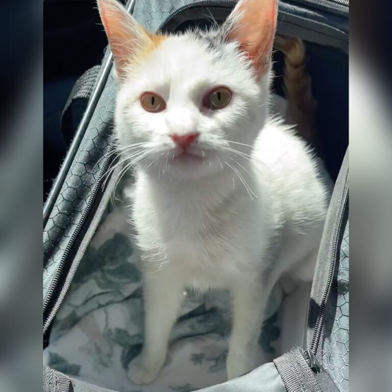 Sickly Cat in Medical Ward Becomes the Sweetest Ray of Sunshine