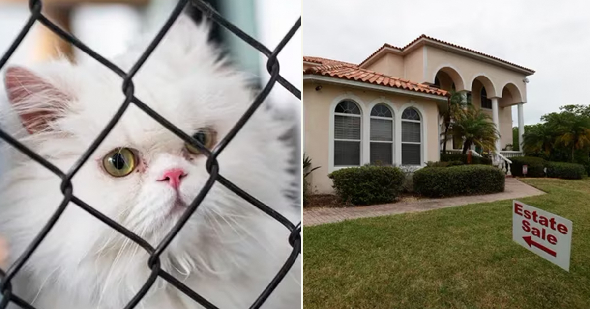Tampa Woman Leaves Her Seven Persian Cats a Mansion
