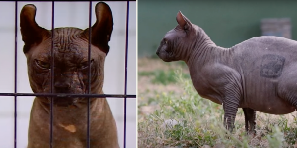Tattooed Sphynx Cat Finds New Home After a Prison Raid