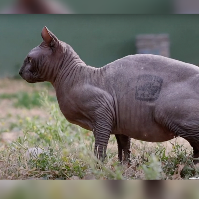 Tattooed Sphynx Cat Finds New Home After a Prison Raid