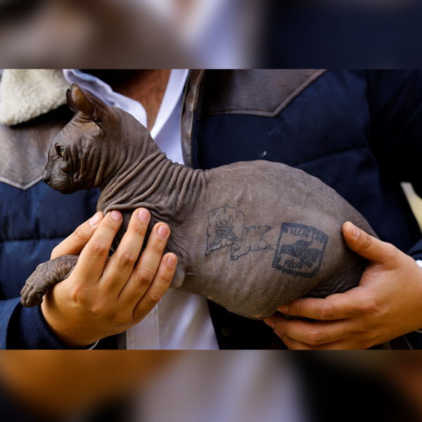 Tattooed Sphynx Cat Finds New Home After a Prison Raid