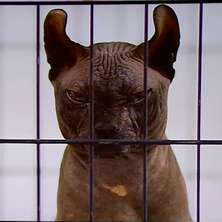 Tattooed Sphynx Cat Finds New Home After a Prison Raid