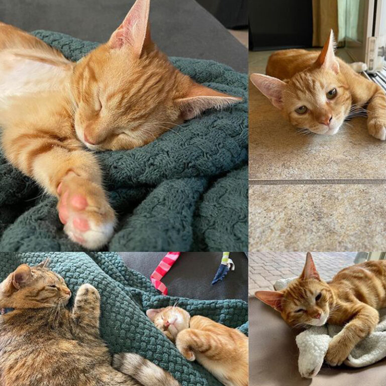 Tripod Kitten Wally Rapidly Adjusts After Being with Injured Leg