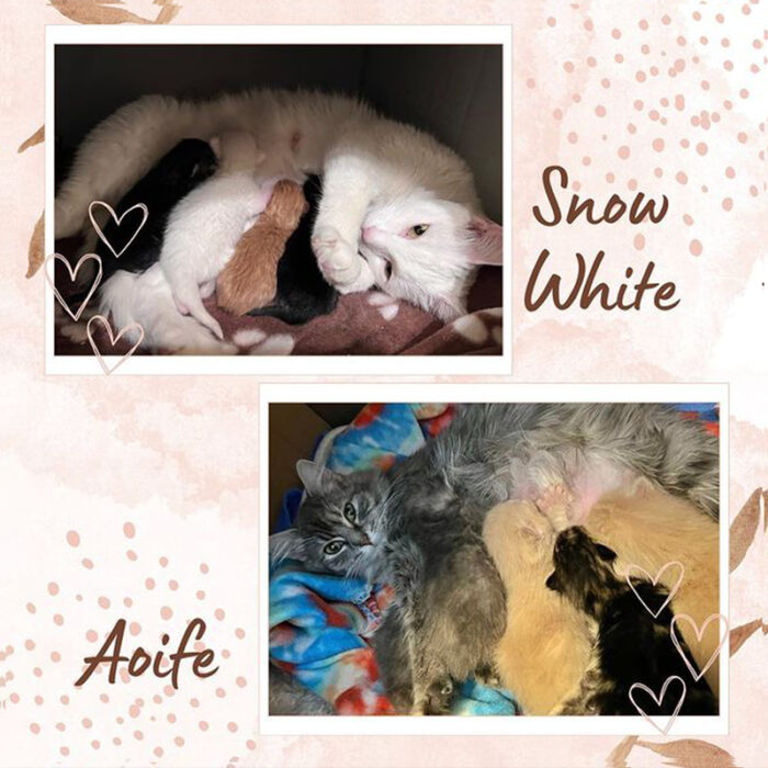 'Caring Queens' from a Busy Rescue's Kitten Maternity Ward