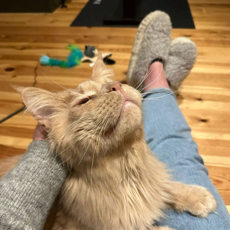 Rescued Cat, 'Aslan' Becomes King After Delicate Eye Surgeries