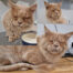 Rescued Cat, 'Aslan' Becomes King After Delicate Eye Surgeries