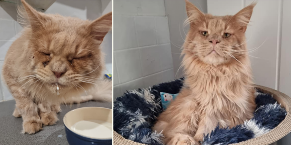 Rescued Cat, 'Aslan' Becomes King After Delicate Eye Surgeries