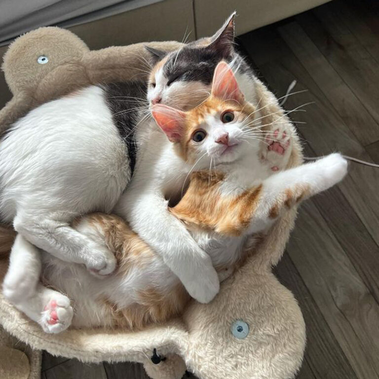 Ed Sheeran Look-Alike Kitten Saved in the Rain in Los Angeles