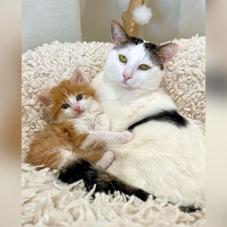 Ed Sheeran Look-Alike Kitten Saved in the Rain in Los Angeles