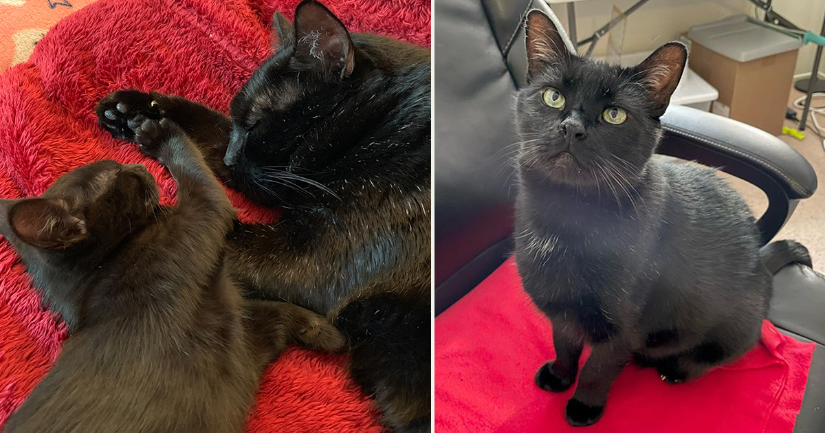 Former Feral Tomcat Became the Sweetest Mama Bear for Kittens